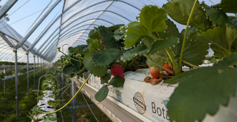 Peckham Farms - Peckham